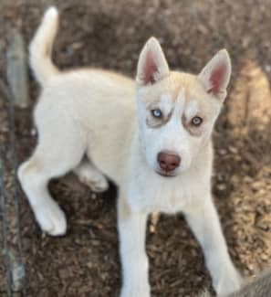 Light Brown Siberian Husky Puppies
