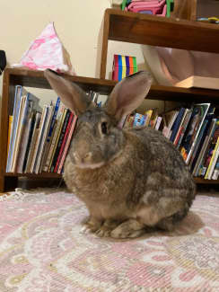 Meet Mick, The World's Oldest Rabbit Who Is 16 Years Old Guinness World ...
