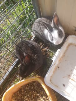 Flemish Giant Rabbit Cage