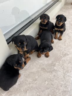 Rottweiler Puppies 3 Month