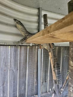 Lace Monitor Enclosure
