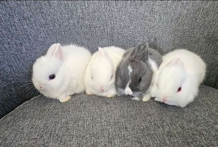 White Dwarf Baby Bunny