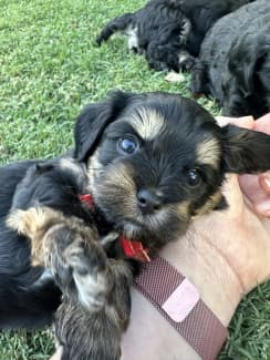 Maltese Rottweiler Mix