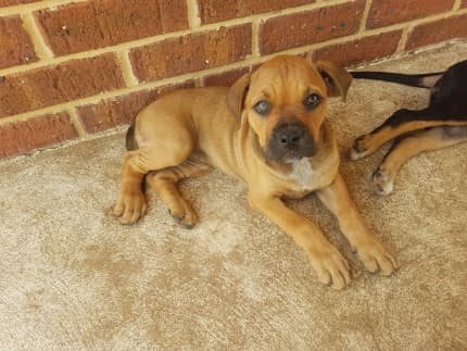 When Should Puppies Be Chipped