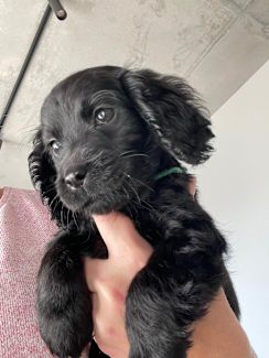 Chiot Spanador Lab Spaniel Mix New Arrivals
