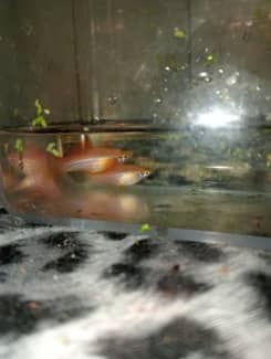 Baby Guppies Growth Chart