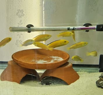 Yellow Lab Cichlid Fry