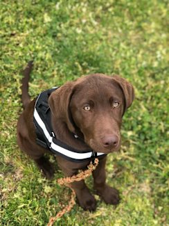 Pointer Chocolate Lab Mix