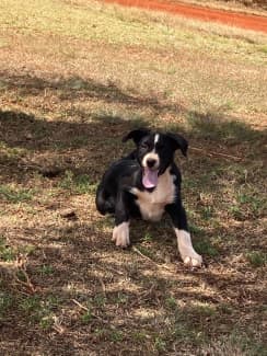 Border Collie Great Dane Mix