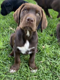 Springer Spaniel Chocolate Lab Mix