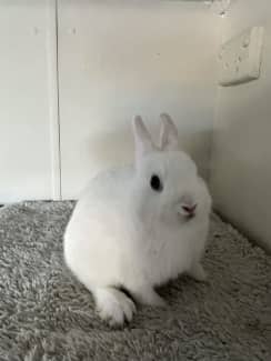 Blue Eyed Netherland Dwarf Rabbits