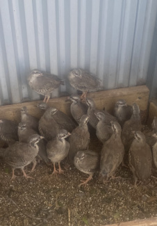 Chukar Partridge Chicks
