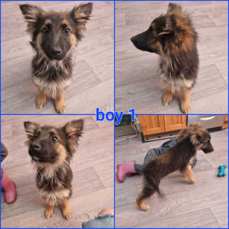 Yorkie German Shepherd Mix