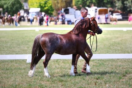 Welsh Pony Jumping