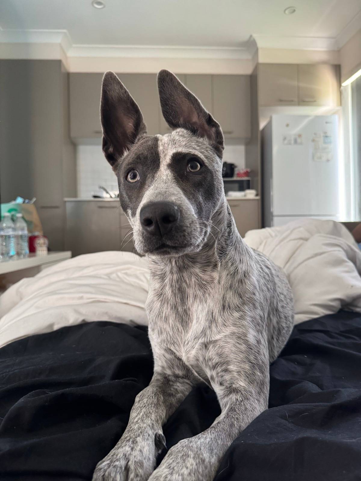 7 month old dog for free | Dogs & Puppies | Gumtree Australia Blacktown ...