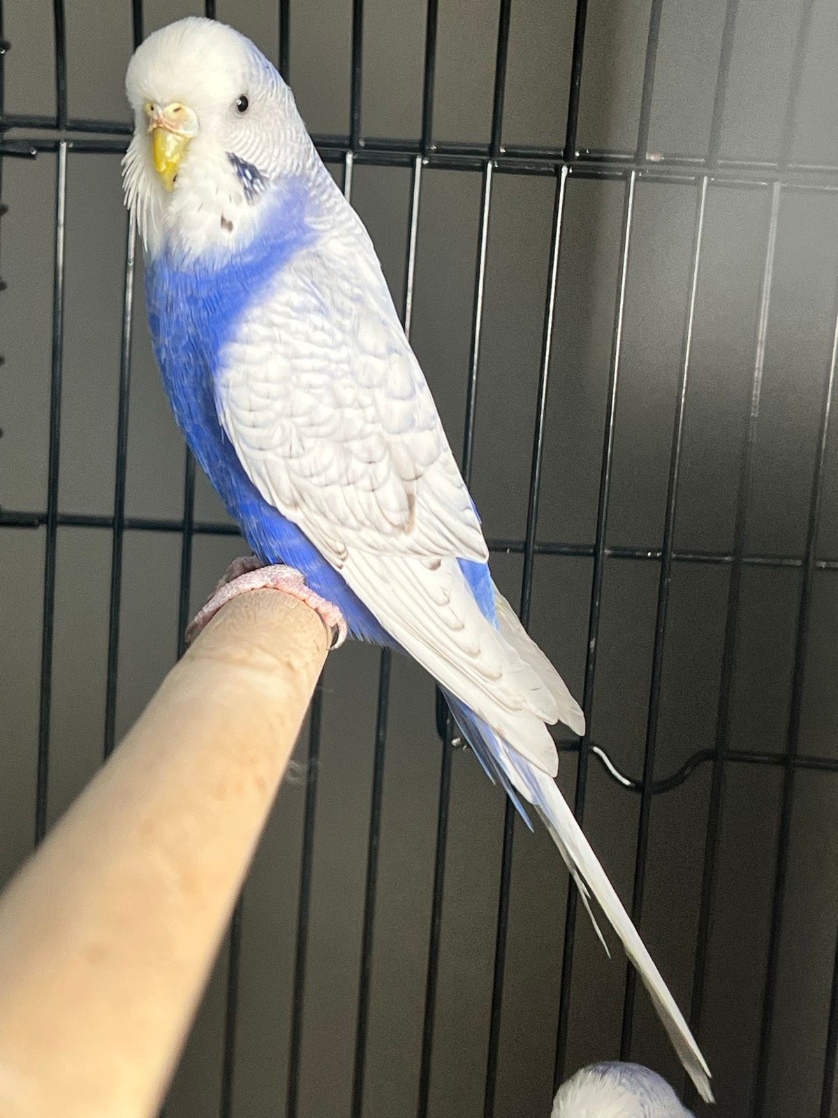 Young Female Budgie - Purple/Mauve | Birds | Gumtree Australia Yarra ...