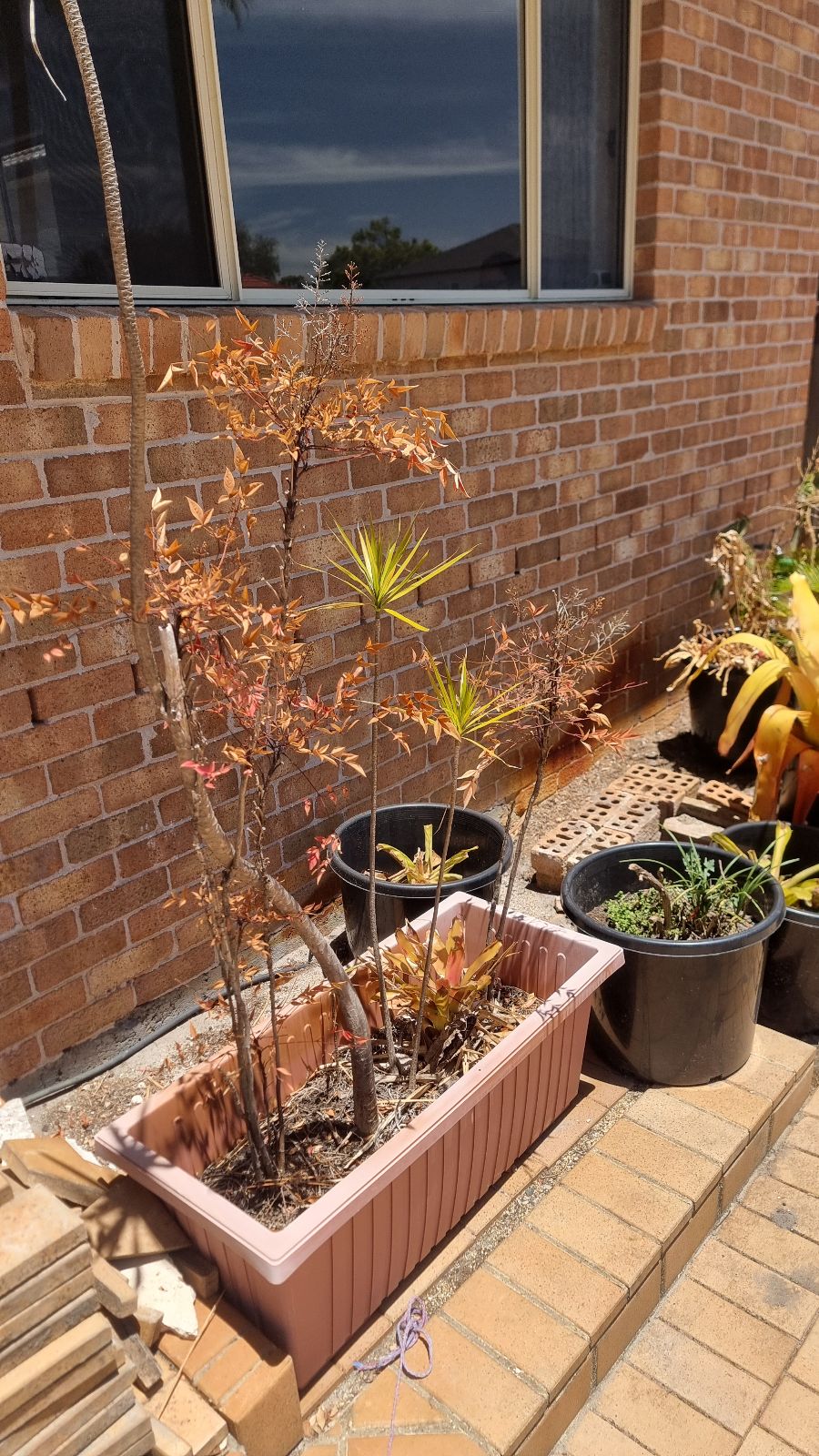 Free Potted Plants - Plants in Brighton-le-sands NSW | Gumtree Australia