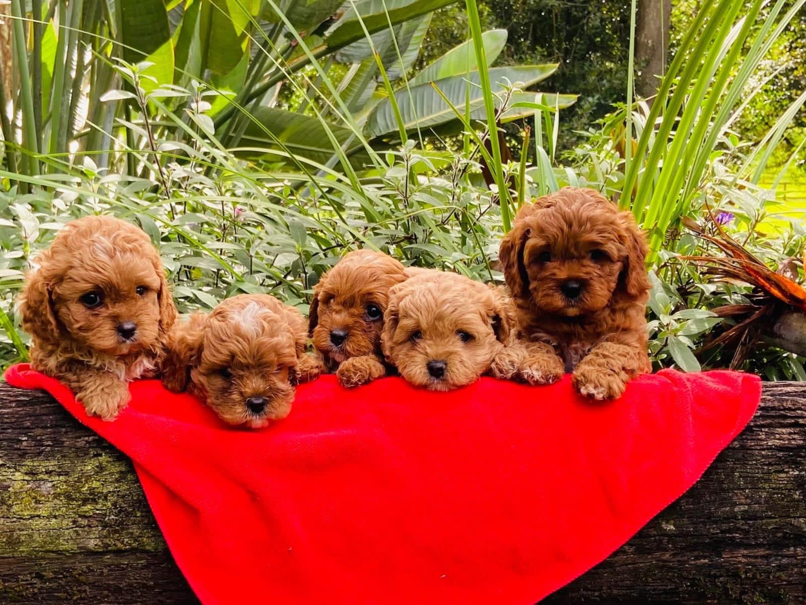Cavoodle Puppies - First Generation | Dogs & Puppies | Gumtree ...