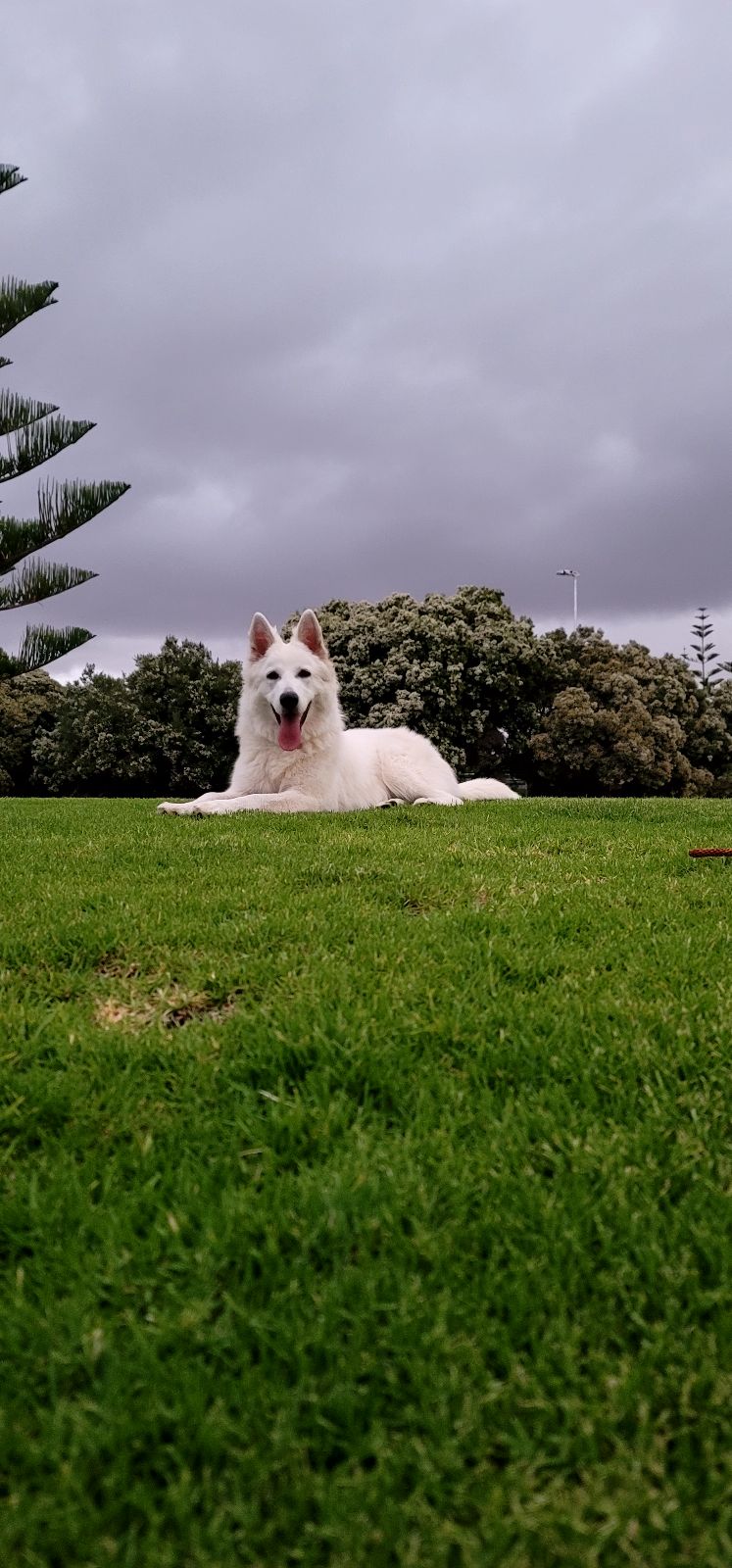 Beautiful swiss shepherd girl | Dogs & Puppies | Gumtree Australia ...