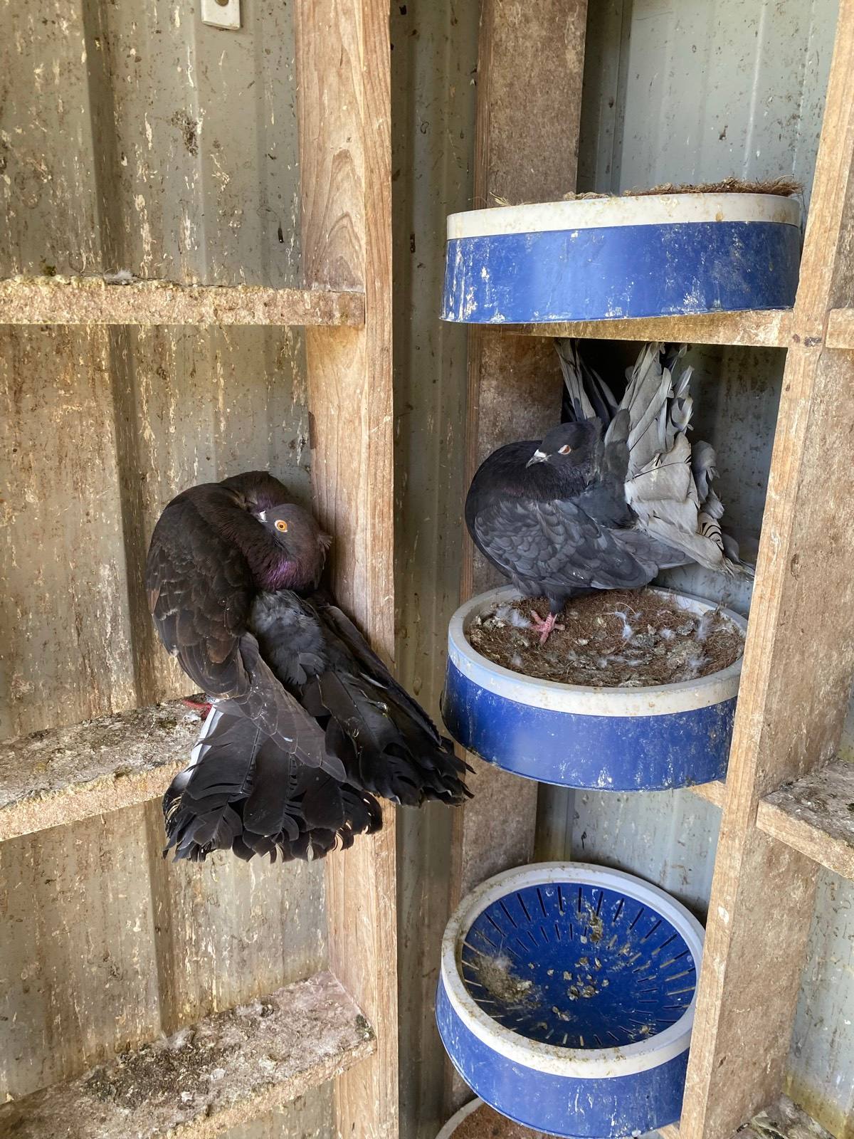 Show Pigeons/ Racing Pigeons/ middle Eastern Pigeons | Birds | Gumtree ...