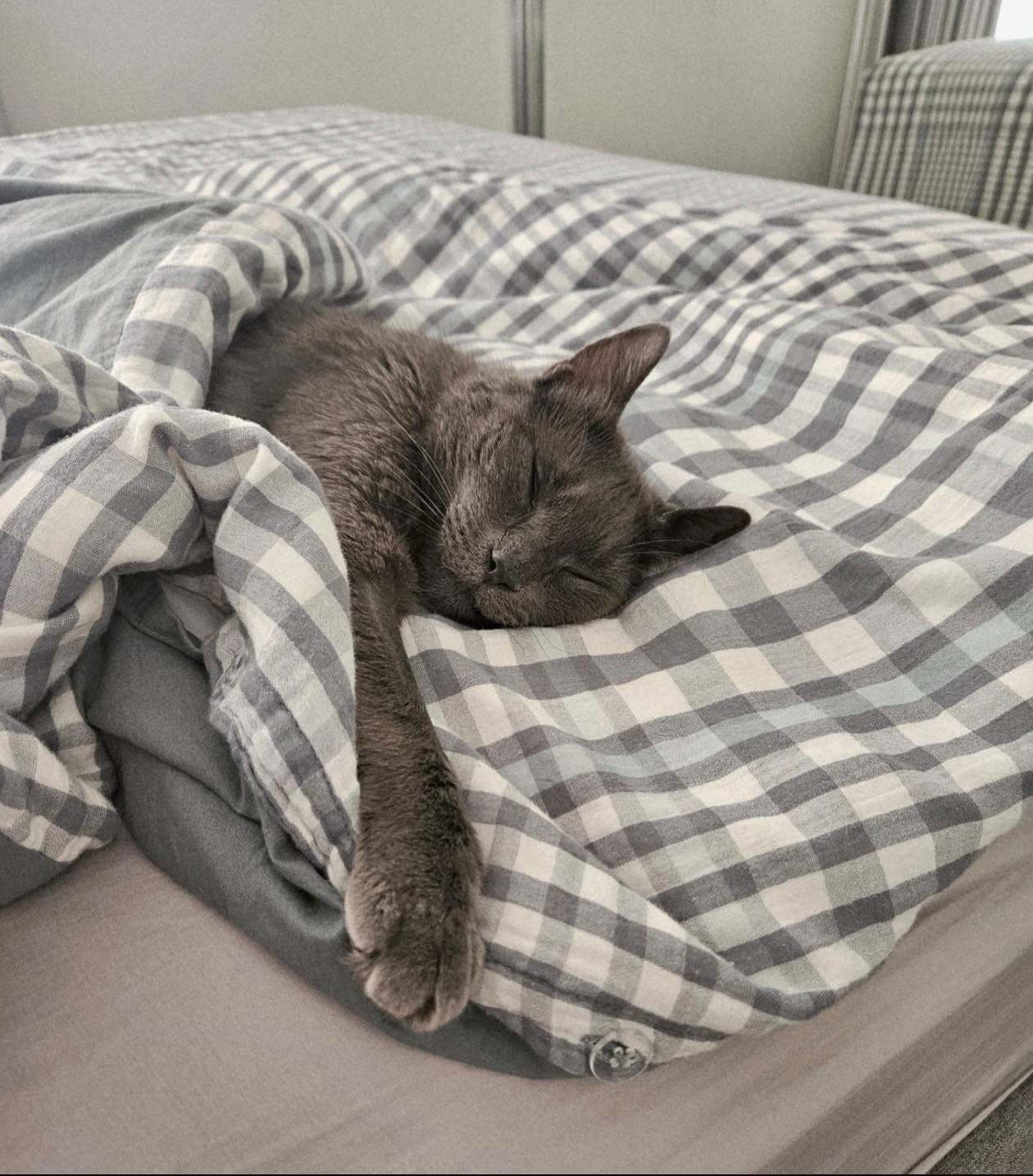 A Cat Domestic Short Hair 3 years old | Cats & Kittens | Gumtree ...