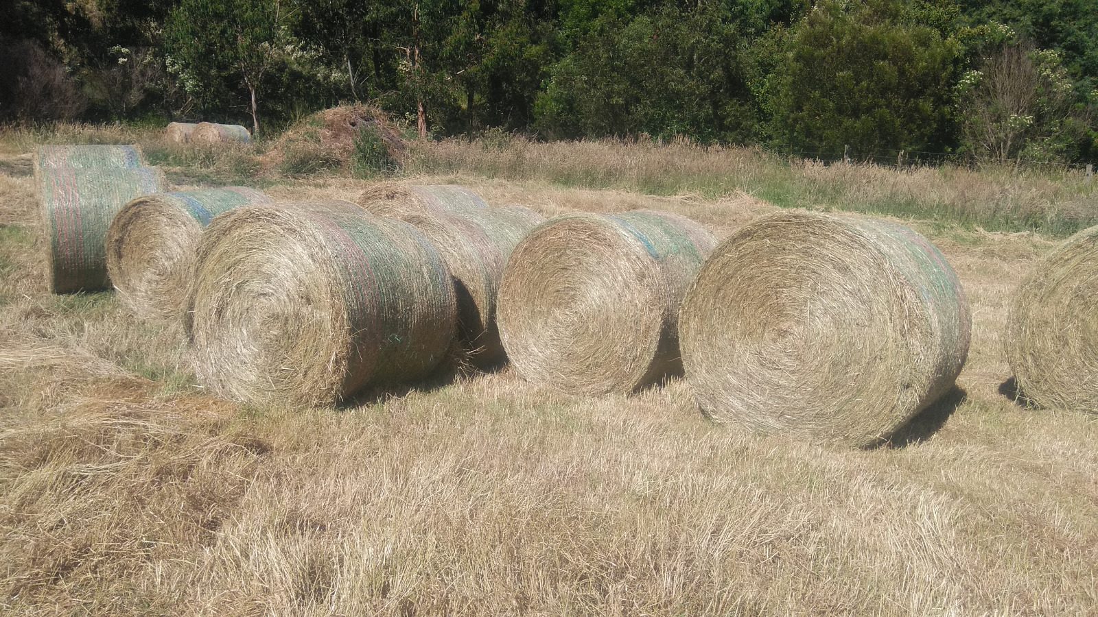 Pasture Hay 5x4 Tight Round Bales This Seasons Cut - Miscellaneous ...