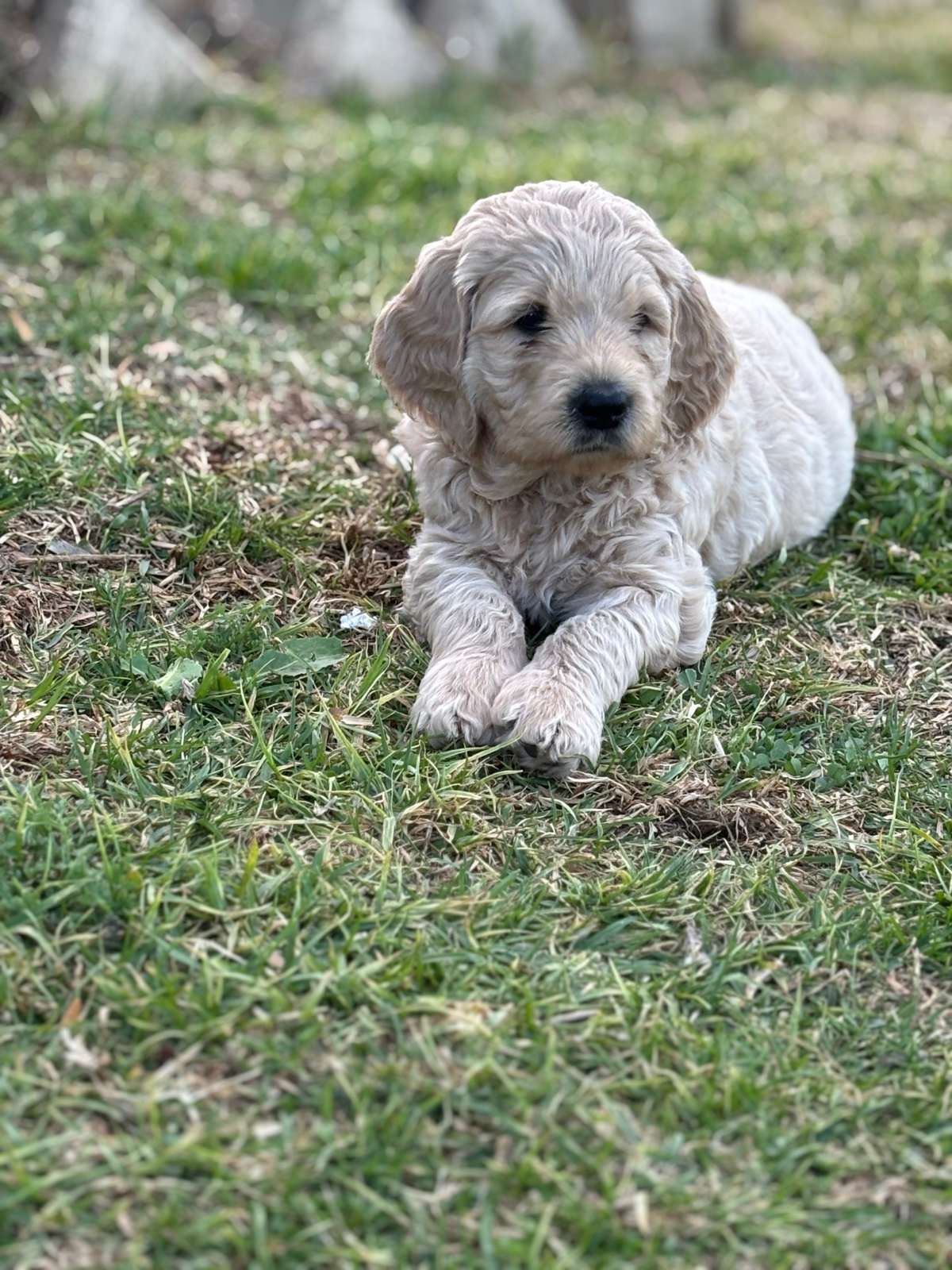 F1 Groodle Puppies – Ready for Their Forever Homes | Dogs & Puppies ...