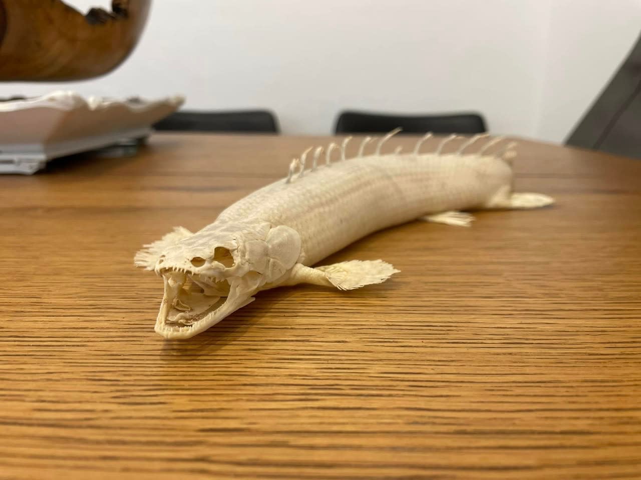 MOTTLED BICHIR FISH SKELETON taxidermy - Collectables in Randwick NSW ...