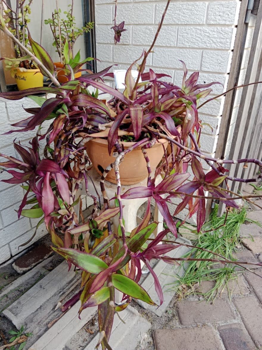 Callisia Fragrans plants - False Bromeliad ($1 and $5) - Plants in ...