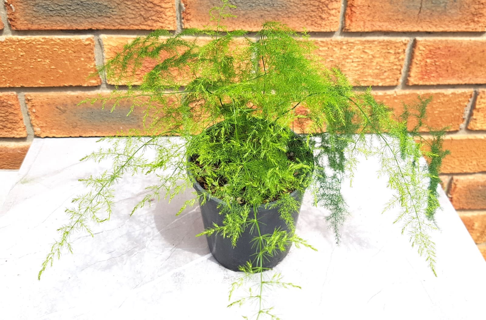 Advanced Asparagus Setaceus Fern (Lace Fern - Pickup: Eltham North Vic - Plants in Eltham North ...