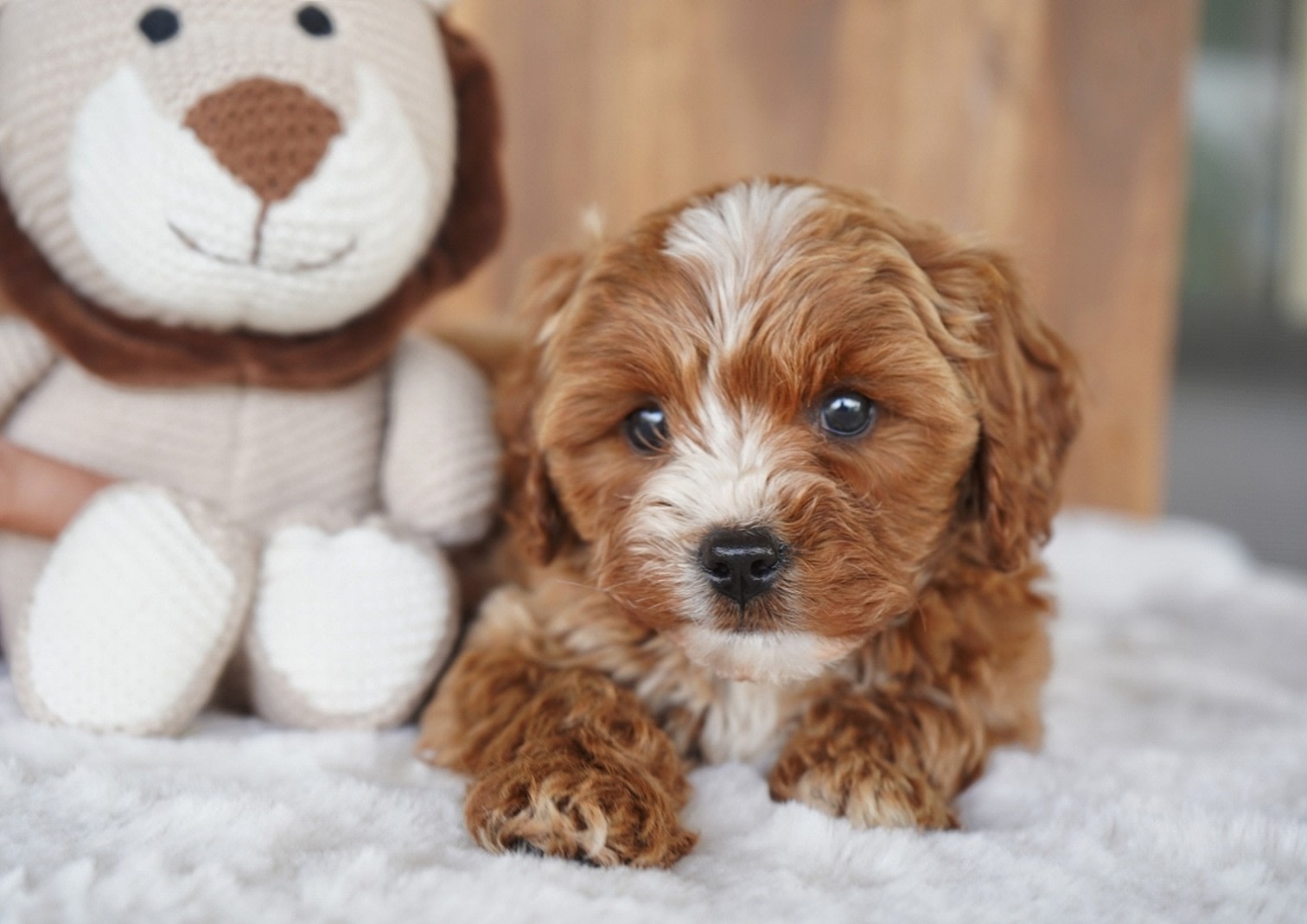 Stunning Toy Cavoodle Pups - Looking for Their New Best Friend | Dogs ...
