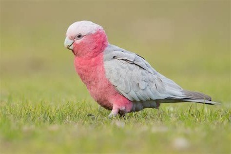 A variety of Birds and Parrots FROM $5.00 | Birds | Gumtree Australia ...