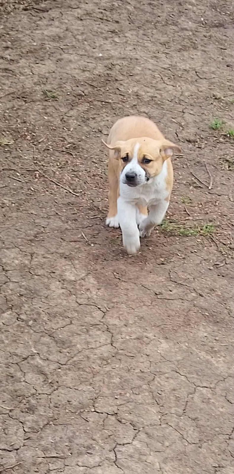 Bull Arab Red Cattle stumpy tail XXL | Dogs & Puppies | Gumtree ...