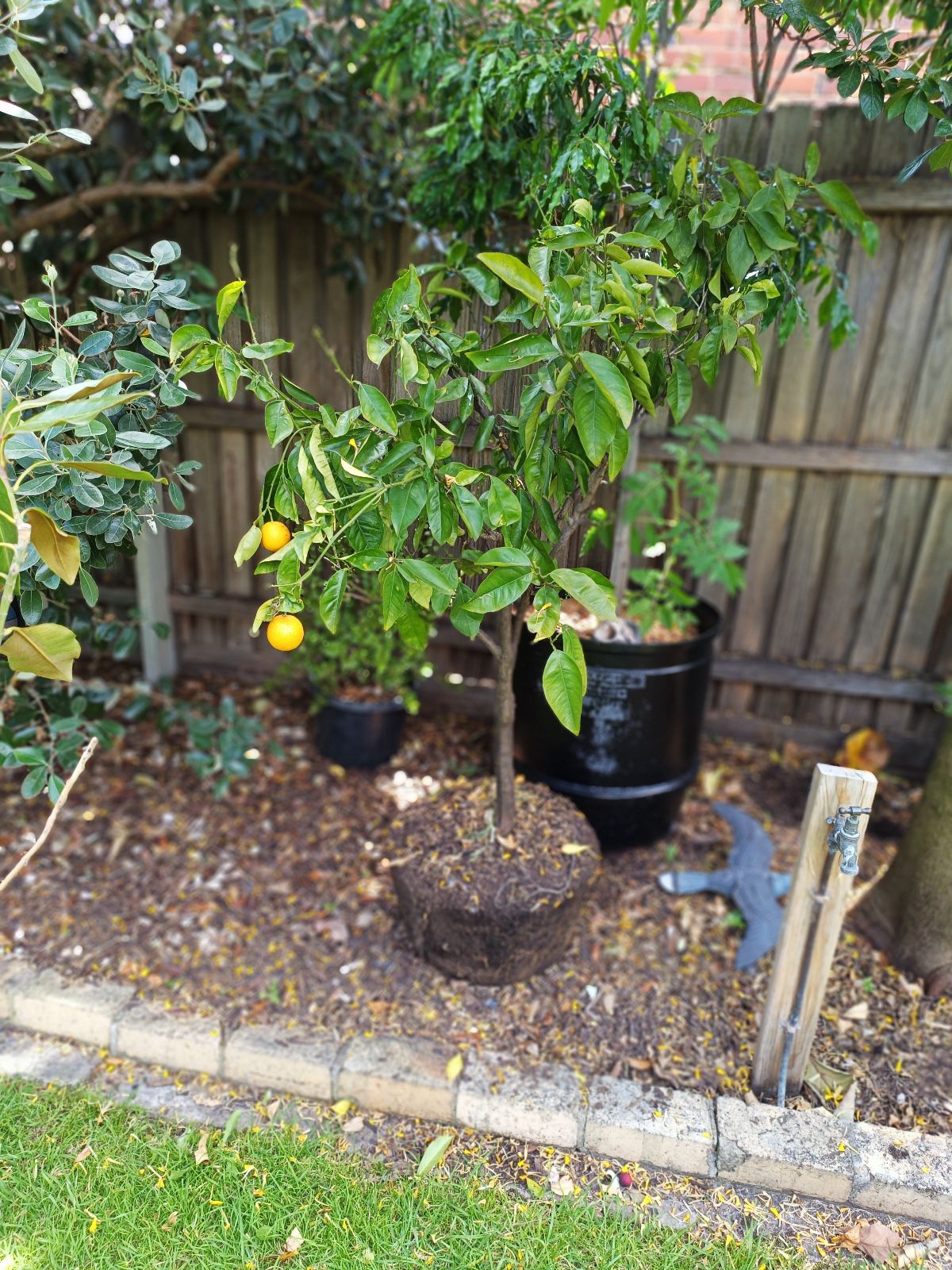 Orange tree dwarf - Plants in Essendon West VIC | Gumtree Australia