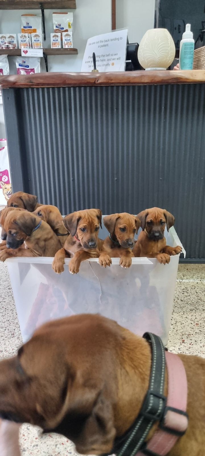 Ridgeback Puppies Adorable | Dogs & Puppies | Gumtree Australia Noosa ...