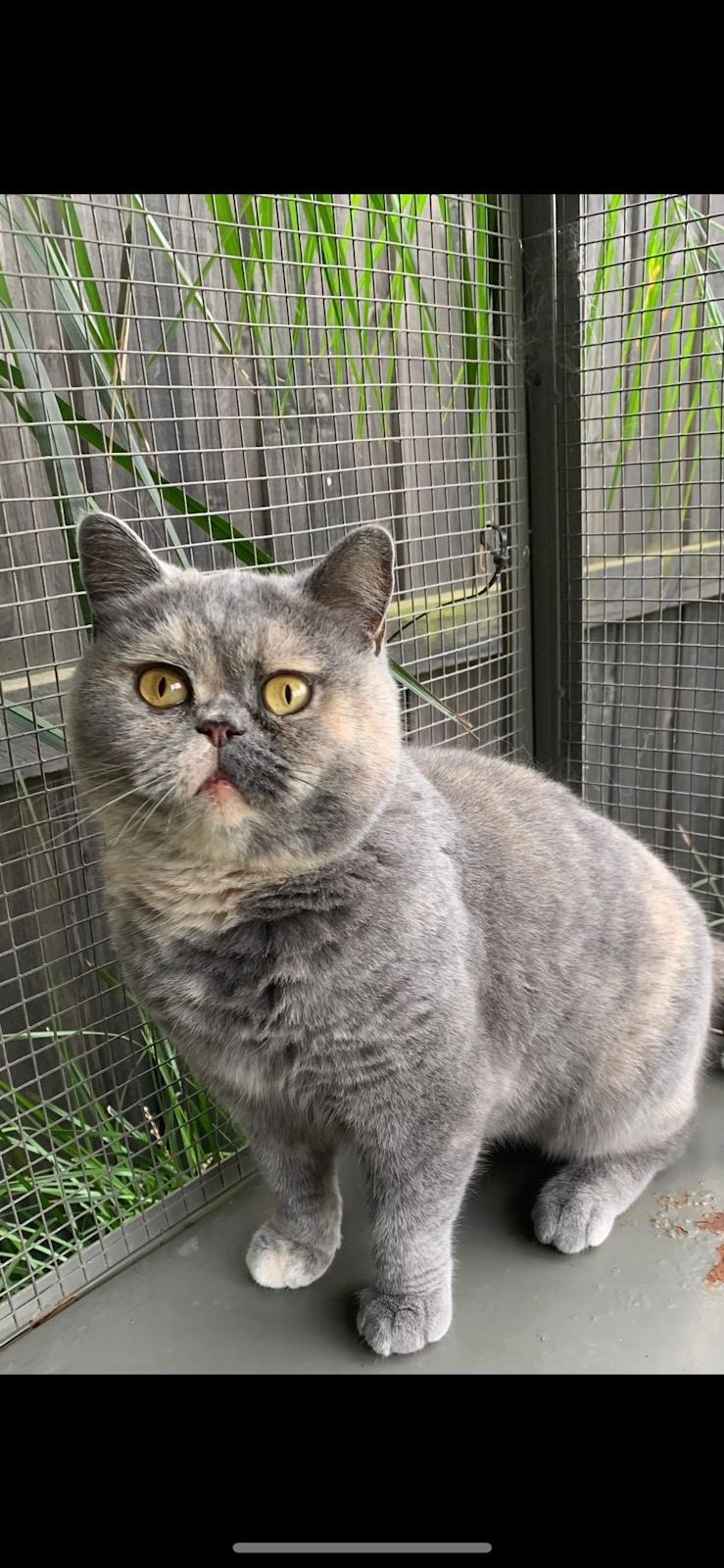 Adult Female British Shorthair | Cats & Kittens | Gumtree Australia ...