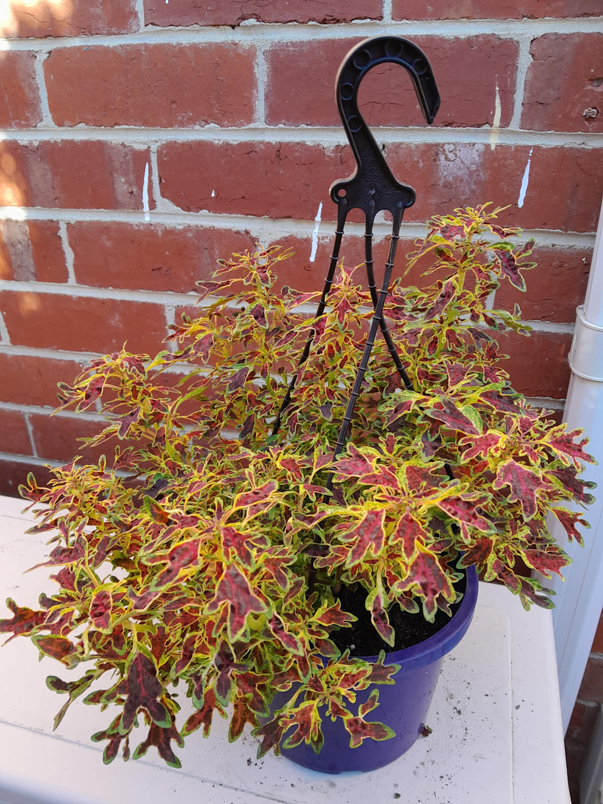 COLEUS, 18cm hanging pots - Plants in Reservoir VIC | Gumtree Australia