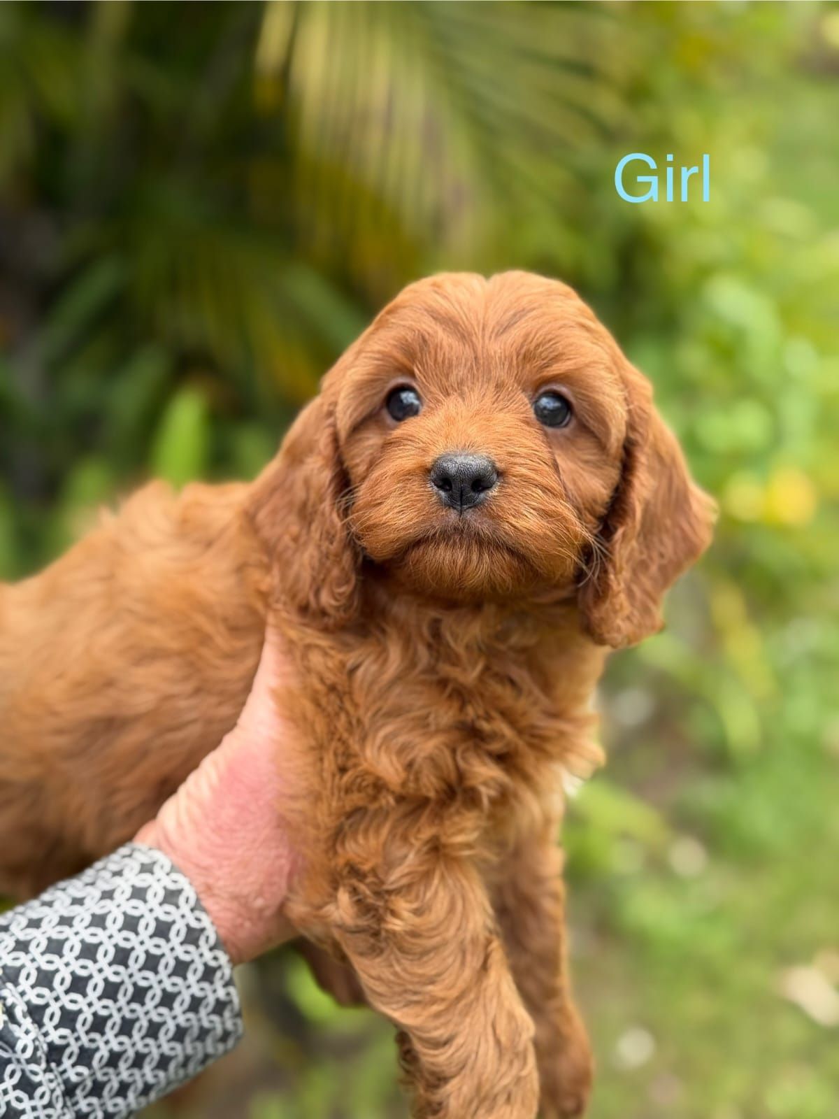 Stunning Cavoodle Pups, Ready Now | Dogs & Puppies | Gumtree Australia Ipswich South - Tamborine ...