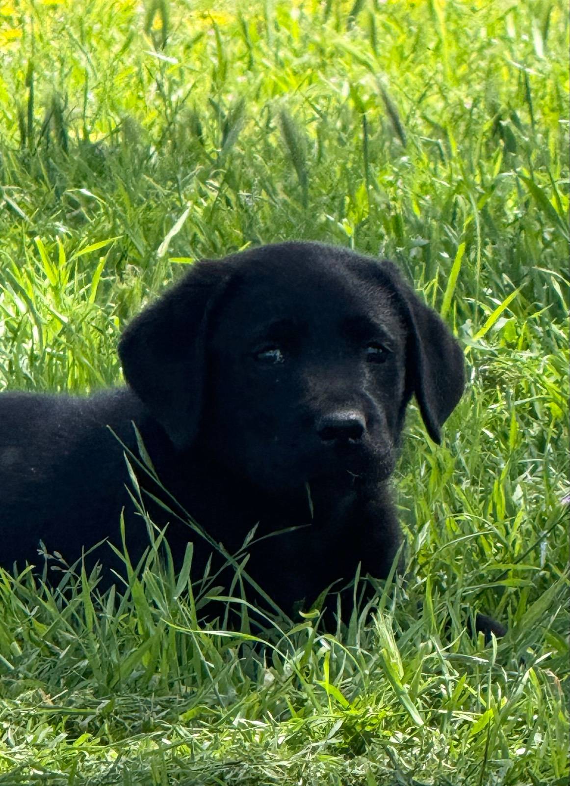 Pedigree Labrador Puppies Ready 23rd October