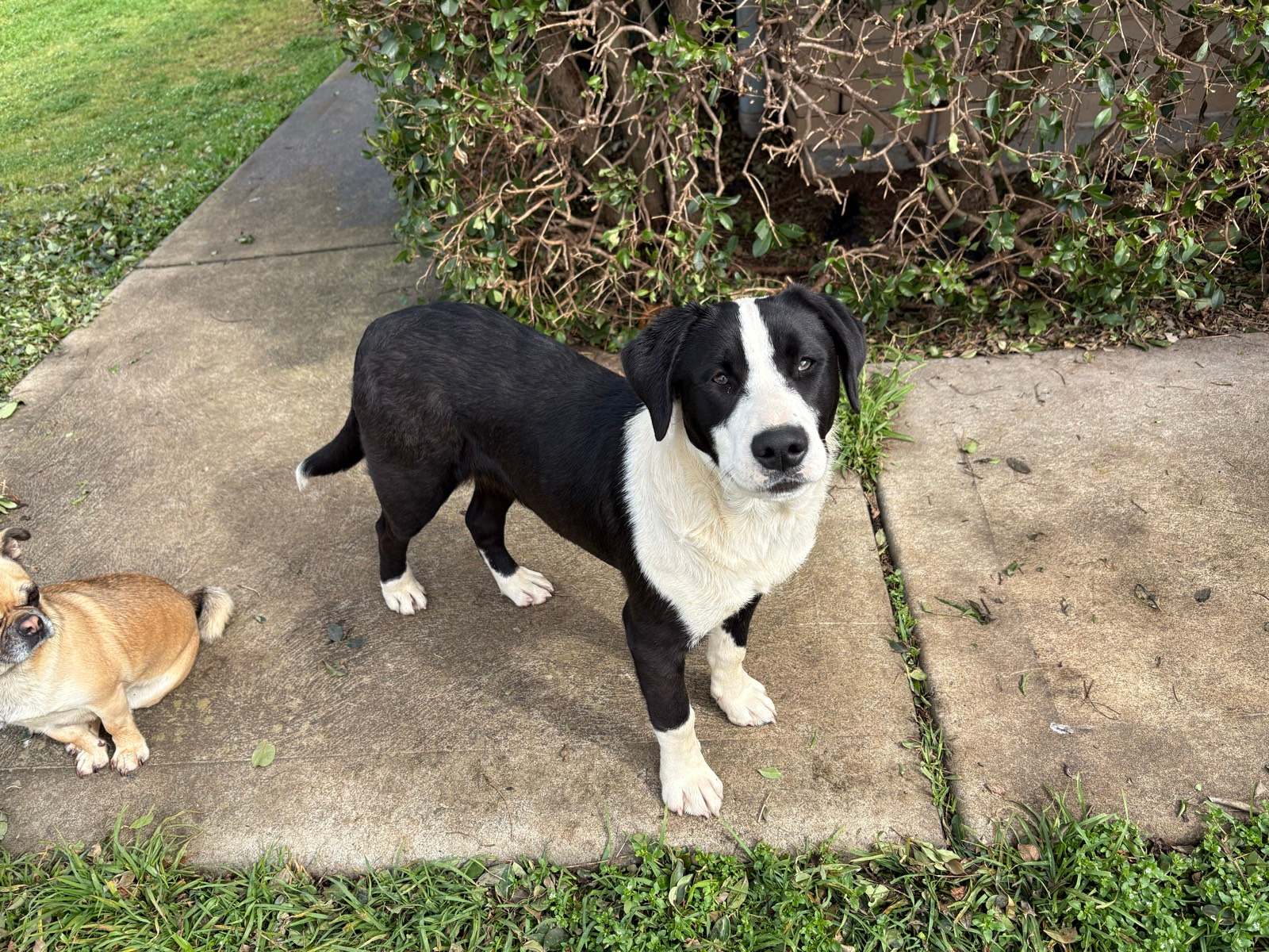 🐾 Beautiful 6-Month-Old Female Puppy for Sale 🐾 | Dogs & Puppies ...