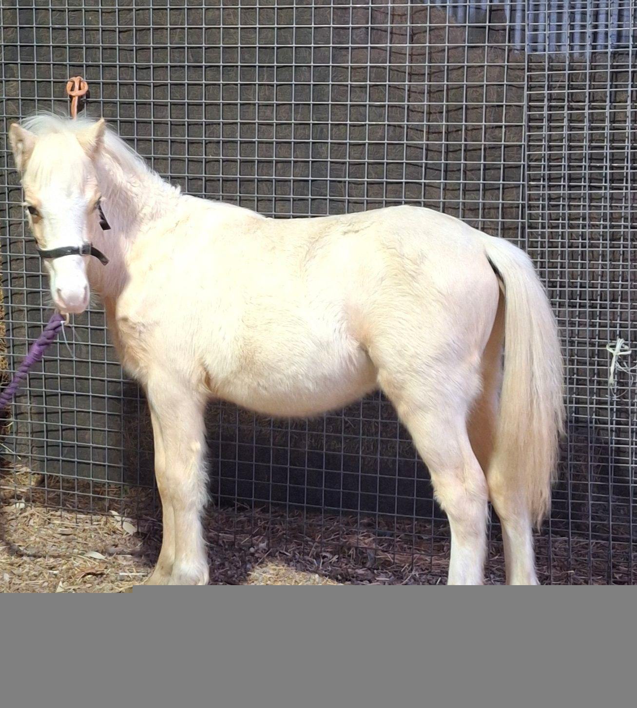 2 Palomino welsh colts | Horses & Ponies | Gumtree Australia Moira Area ...