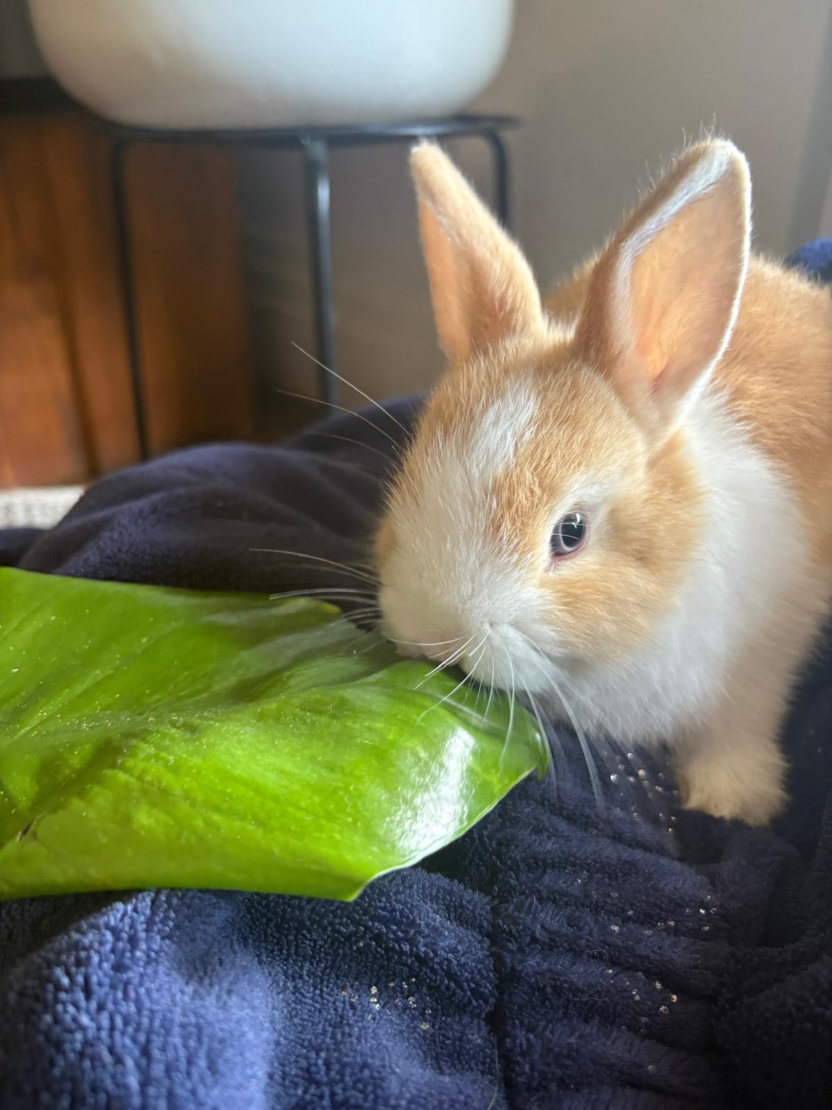 Netherland dwarf/mini lop cute baby bunnies | Rabbits | Gumtree ...