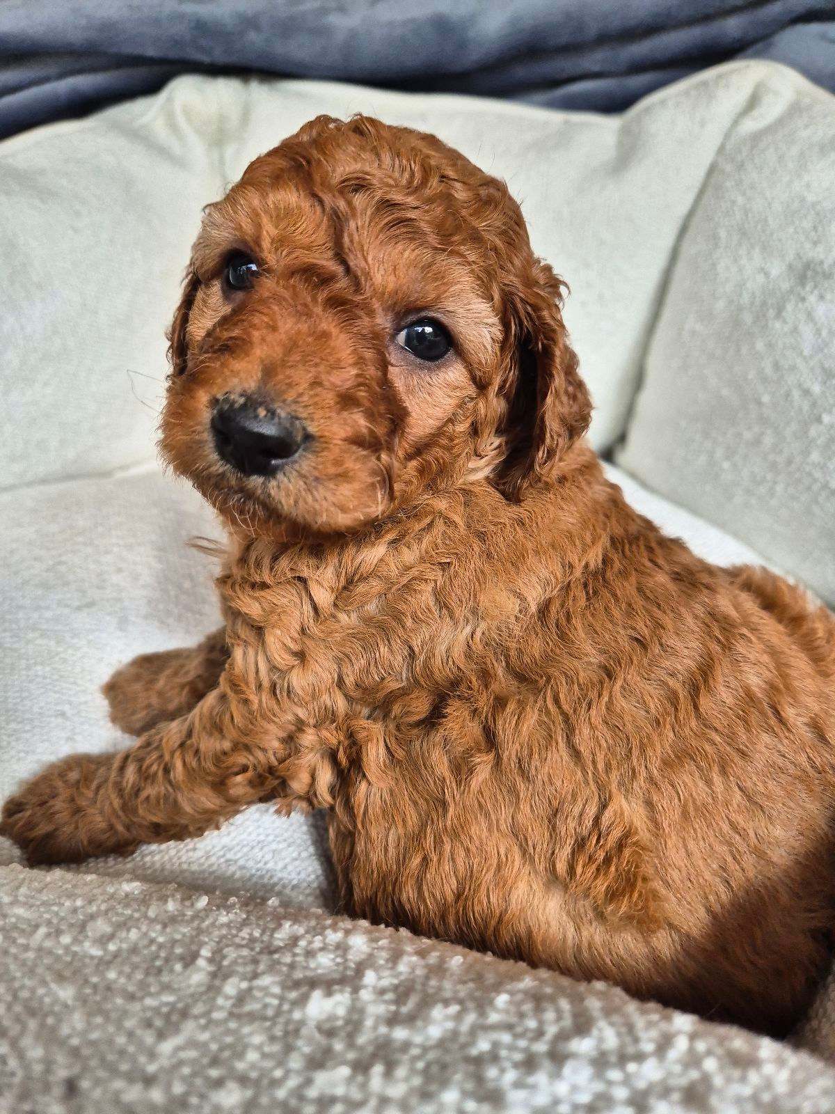 Mini Groodles F1b Available September 20th | Dogs & Puppies | Gumtree ...