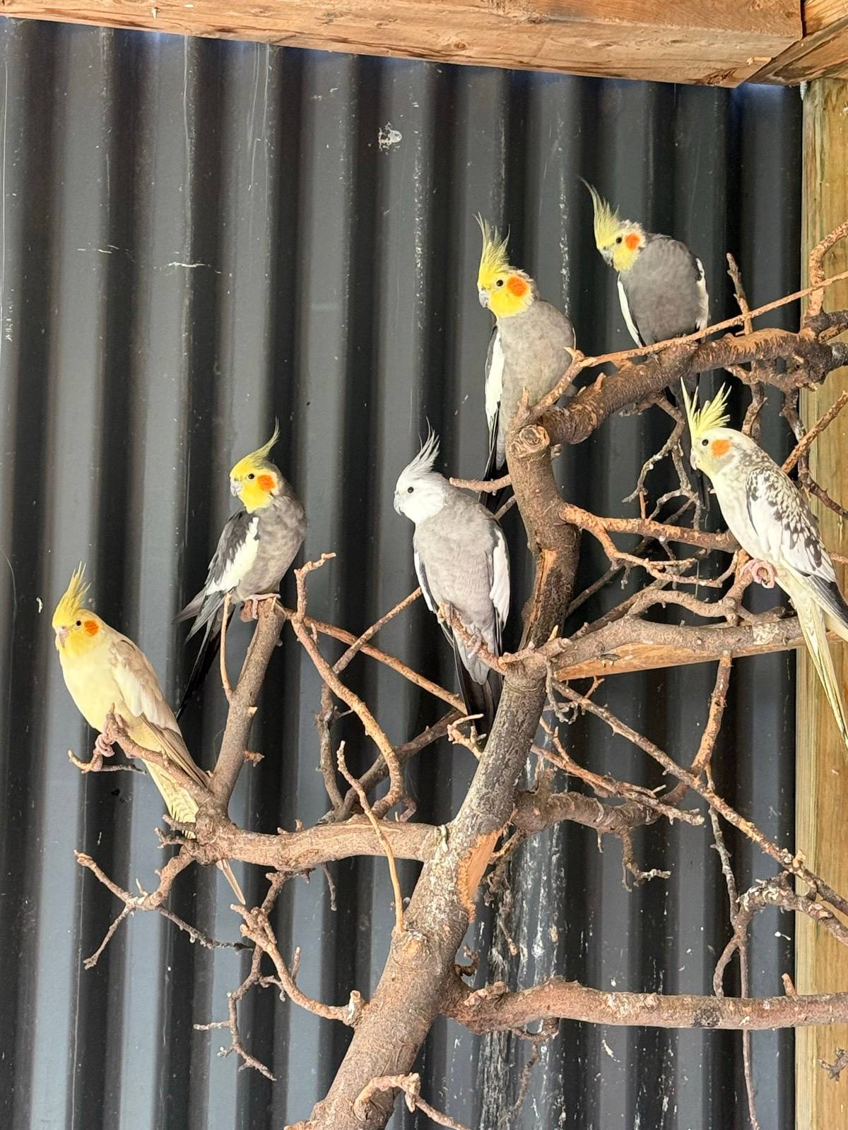 Lots of weiros for sale need gone | Birds | Gumtree Australia Kalamunda ...