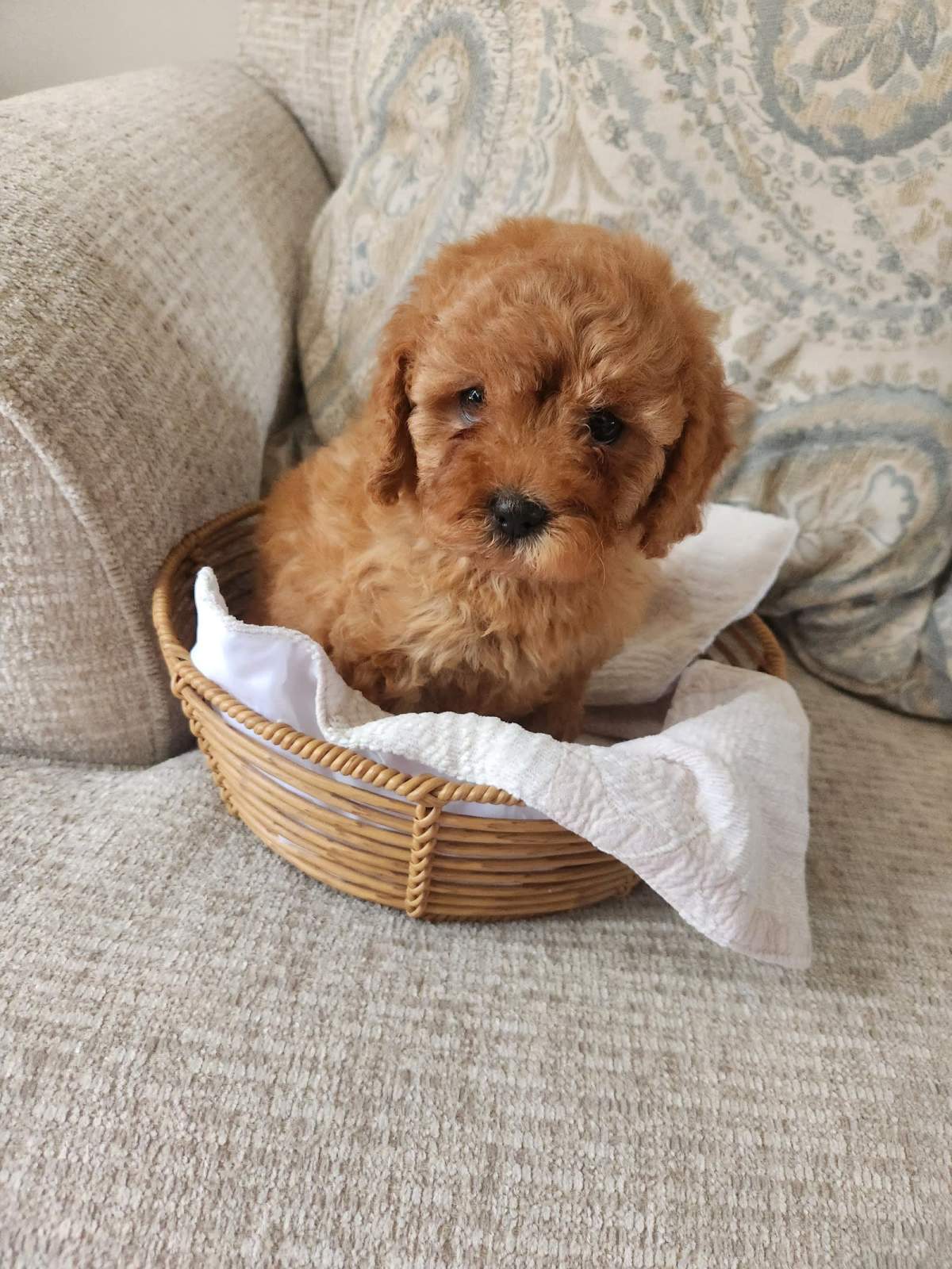 Stunning Toy Cavoodle Puppies | Dogs & Puppies | Gumtree Australia ...