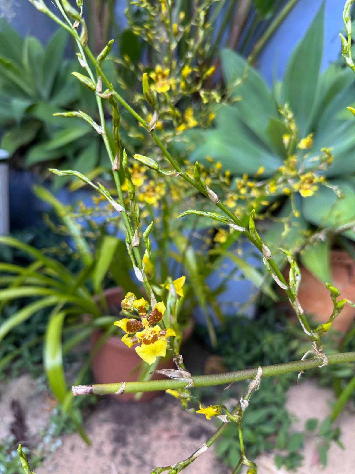 Oncidiums: Dancing ladies - Plants in Avalon NSW | Gumtree Australia