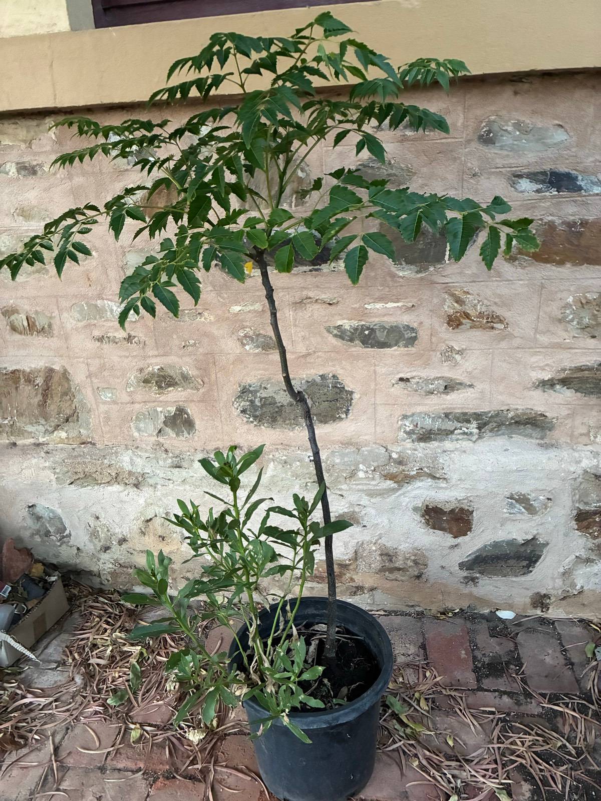 White OCedar Tree - Plants in Largs Bay SA | Gumtree Australia