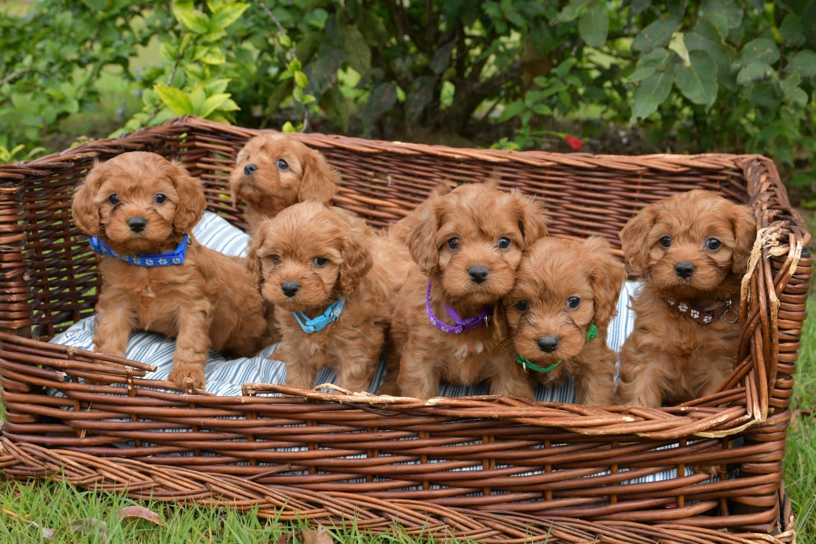 First Generation F1 Cavoodle Puppies - available now! | Dogs & Puppies ...