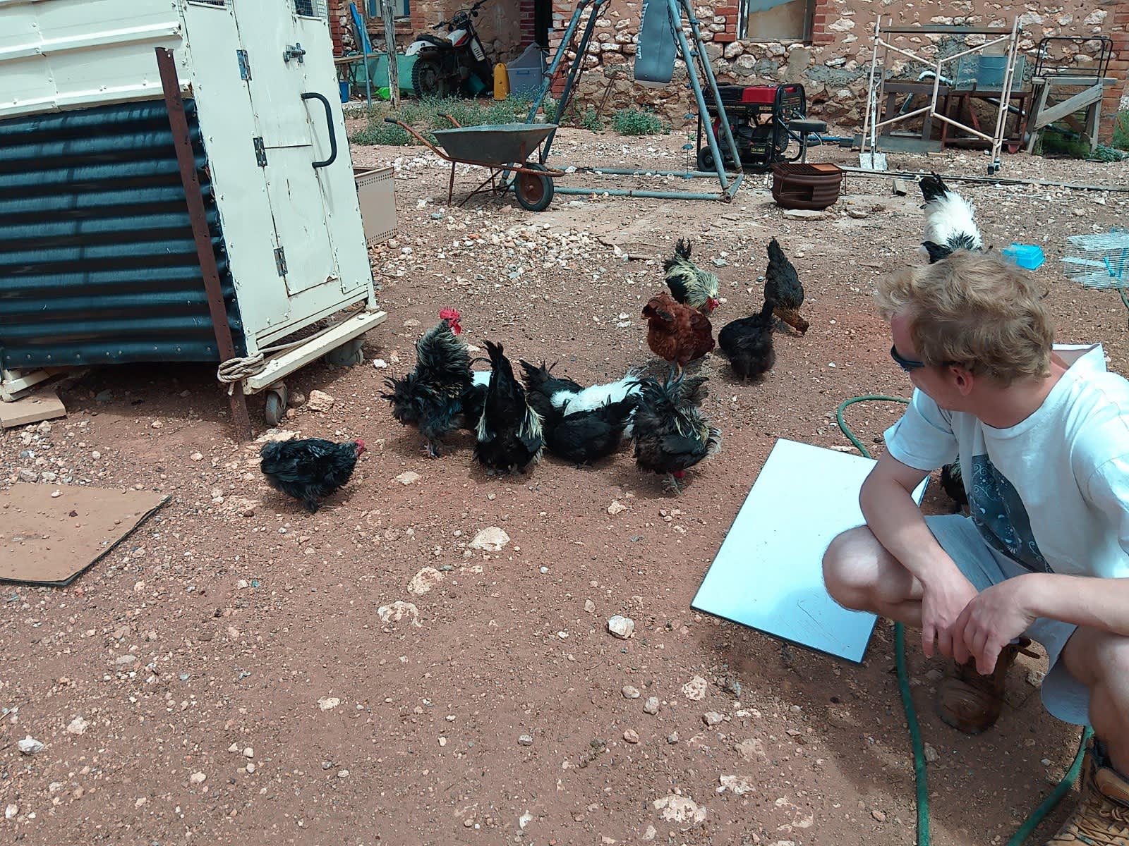 Chickens, Budgies, Indian Ring Necks | Birds | Gumtree Australia Goyder ...