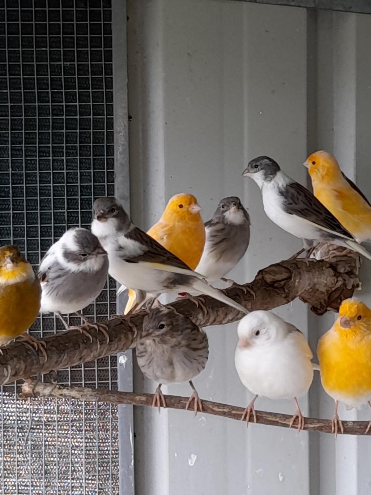 quality young canaries | Birds | Gumtree Australia Bayside Area - Highett | 1336068084
